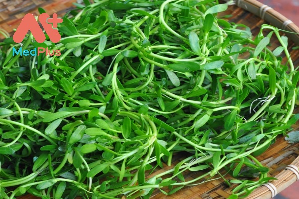 Rau đắng | THẦN DƯỢC VÀ THỨC ĂN HIỆU QUẢ - Medplus.vn