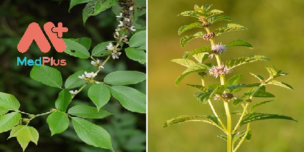 BA CHẼ - Top 4 Phương thuốc trị bệnh hiệu quả của dược liệu