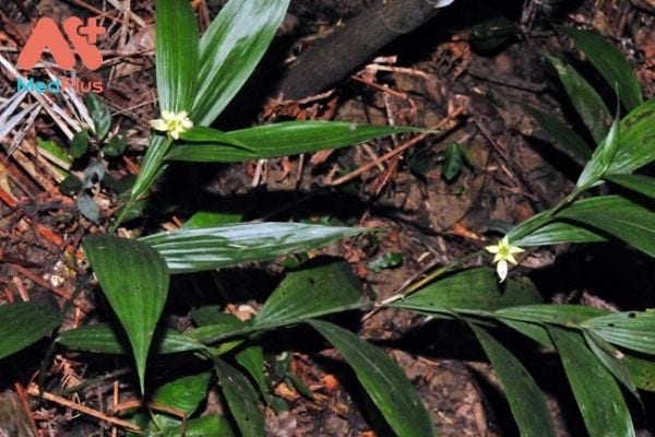 Cau Đất: "Thần dược tự nhiên" chữa cảm gió hiệu quả