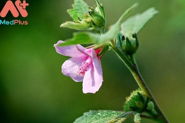 Dã miên hoa: "Thần dược" quý giúp thanh nhiệt giải độc và những tác ...