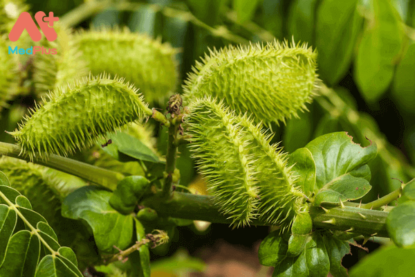 Cây Móc Mèo: Từ CÂY DẠI trở thành "THẦN DƯỢC"