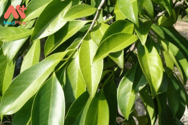 Cây Bứa: Trị mẩn ngứa từ RAU RỪNG Việt Nam